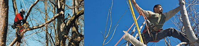 Arborist - Riggerne Pro